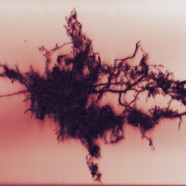 Vilhelm Bromander & Maria W. Horn - Earthward Arcs (EP) - Reviews ...