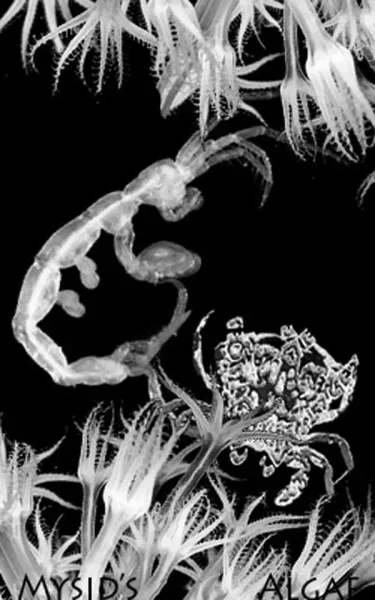 Crustacea Zoëa Larvae - Mysid's Algae (EP) - Reviews - Album of The Year