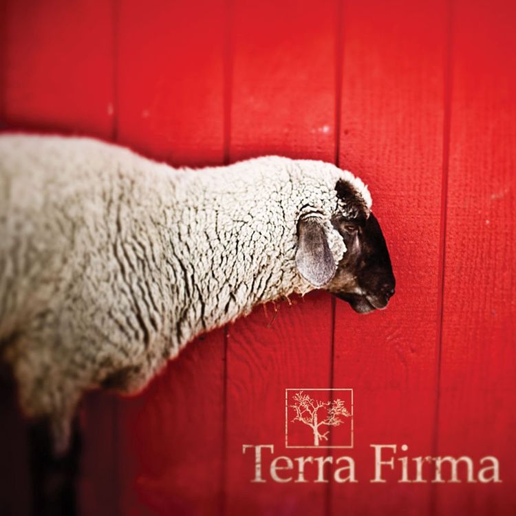The Flashbulb - Terra Firma - Reviews - Album of The Year