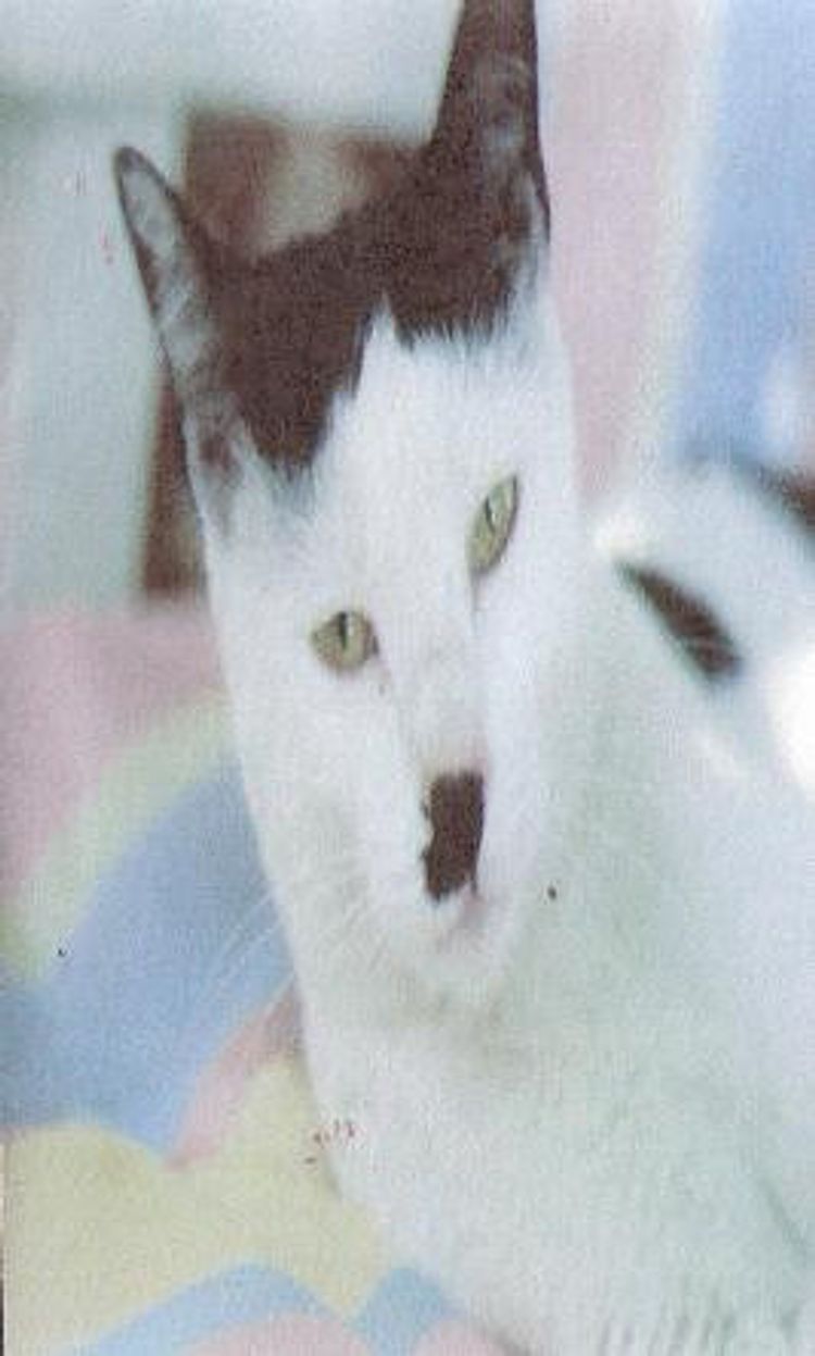 Hitler's Cat - [untitled] (Single) - Reviews - Album of The Year