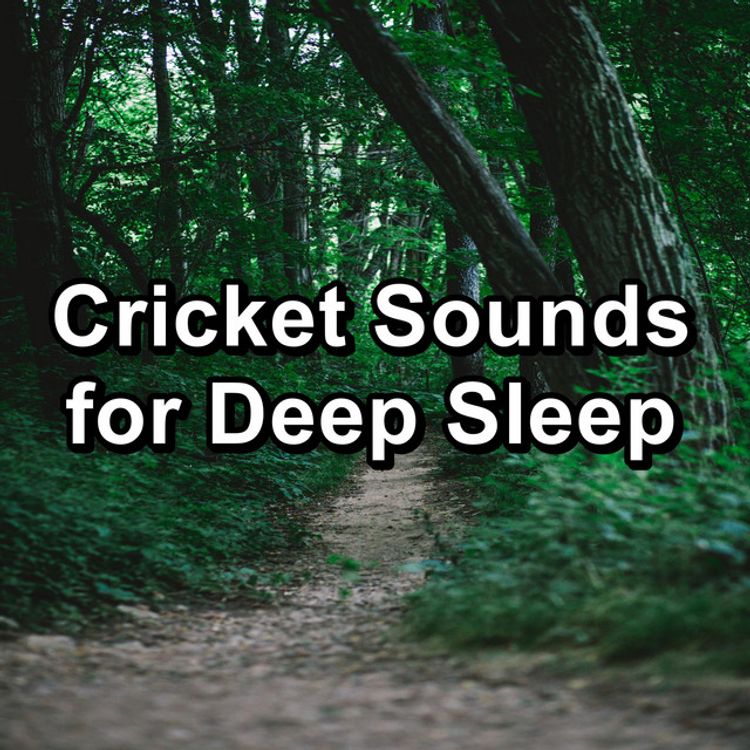Sleep Crickets, Cricket Sounds & Nature Noise - Cricket Sounds for Deep ...