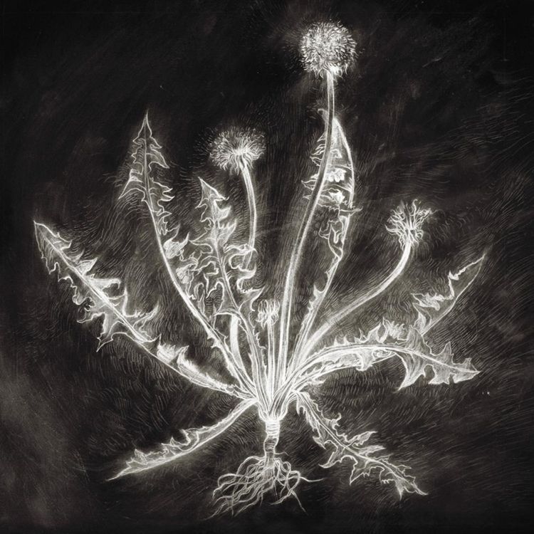 Scott Tuma - Dandelion - Reviews - Album of The Year