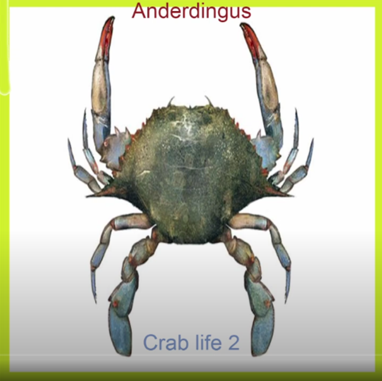ANDERDINGUS - King Dingus - Reviews - Album of The Year