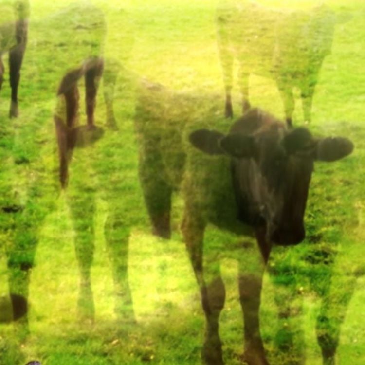 cyriak - Cows Party Mix (Single) - Reviews - Album of The Year