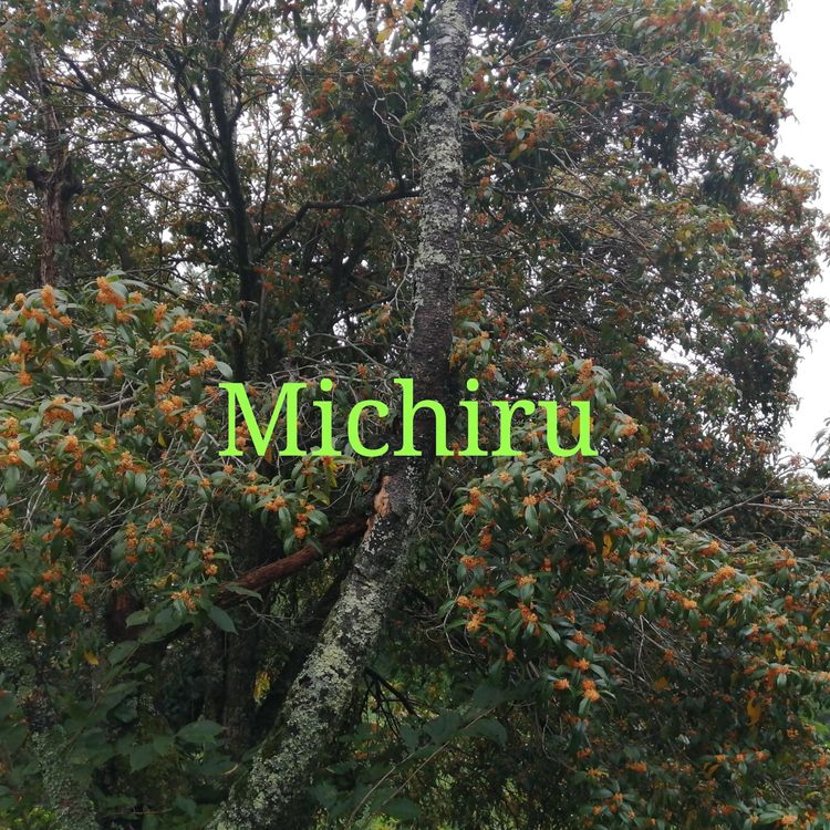 Michiru Aoyama - Michiru - Reviews - Album of The Year