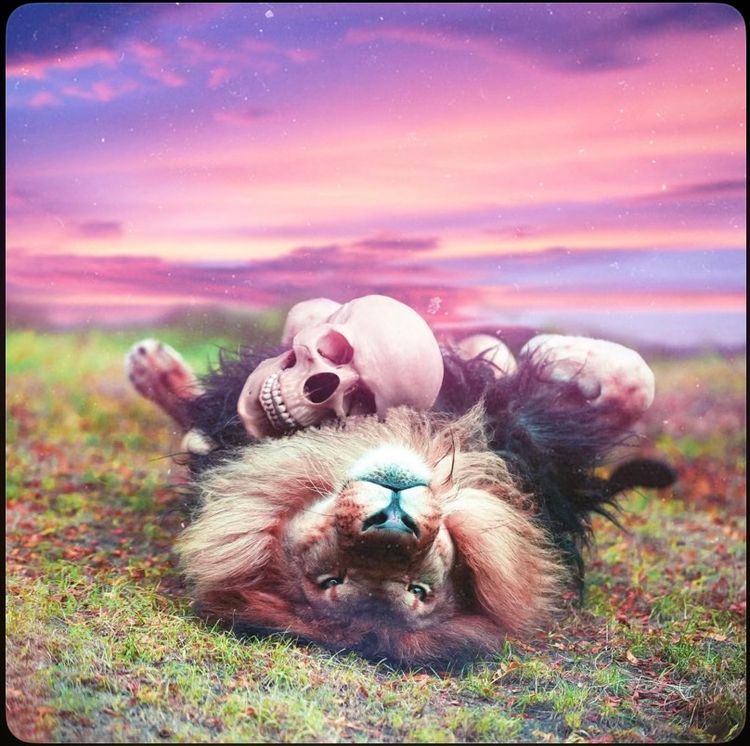 Curio Watts - Eaten By a Lion (EP) - Reviews - Album of The Year
