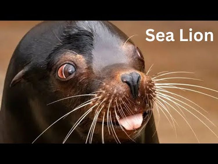 Yuno Miles - Sea Lion Rap (Music Video) - Reviews - Album of The Year
