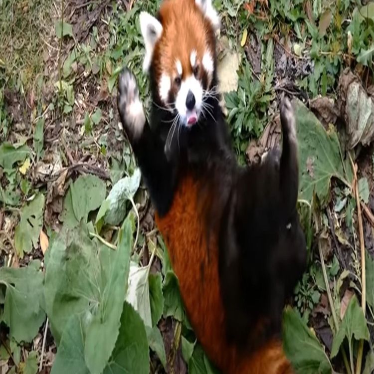 jequya - red pandaaaaa :D - Reviews - Album of The Year