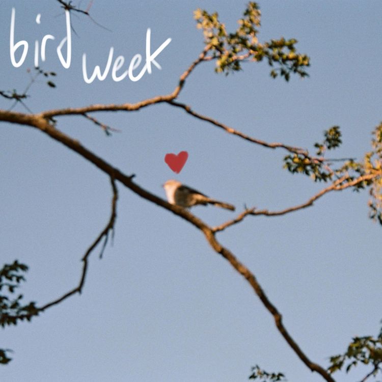 Bird Week - Bird Week - Reviews - Album of The Year